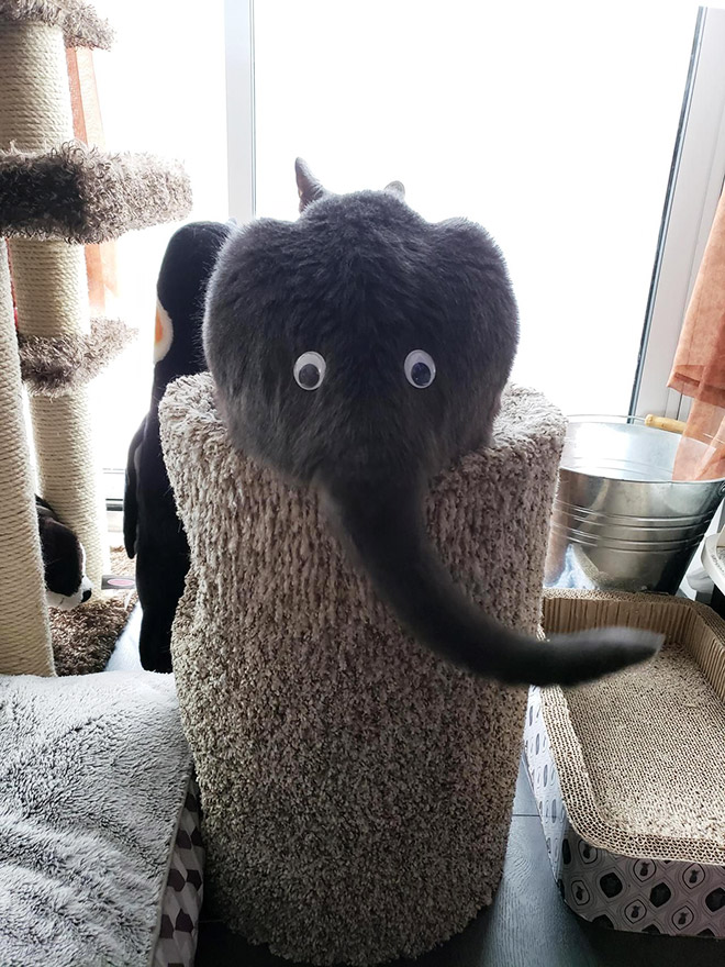 People Are Turning Their Cats into Elephants and It’s Hilarious ...