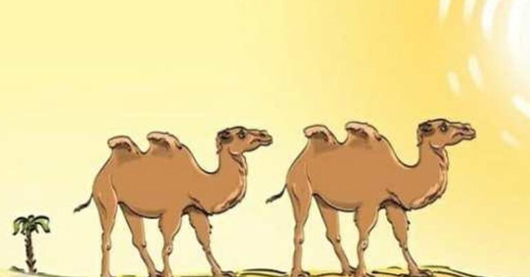 Something Is Wrong With This Camel Picture And Most People Miss It ...