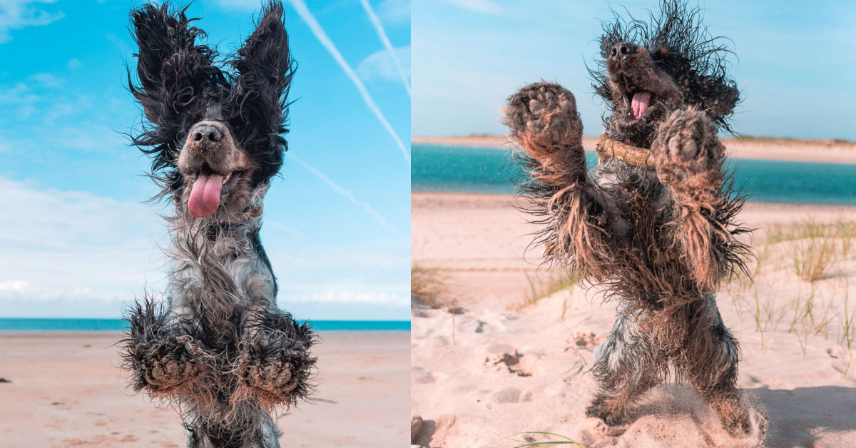 Pictures Of A Dog At The Beach Are Pure Joy On 4 Paws ...