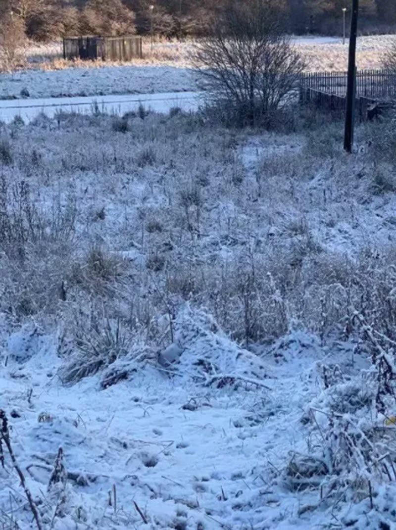 Can You Find the Dalmatians Hiding in the Snow in These Photos ...