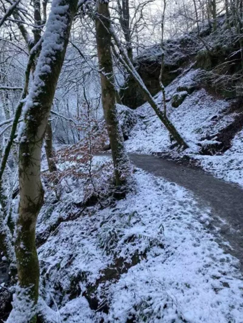 Can You Find the Dalmatians Hiding in the Snow in These Photos ...