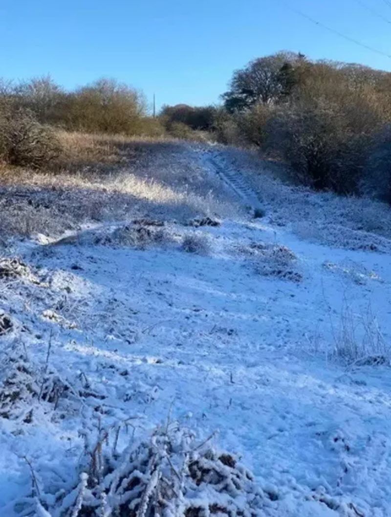 Can You Find the Dalmatians Hiding in the Snow in These Photos ...