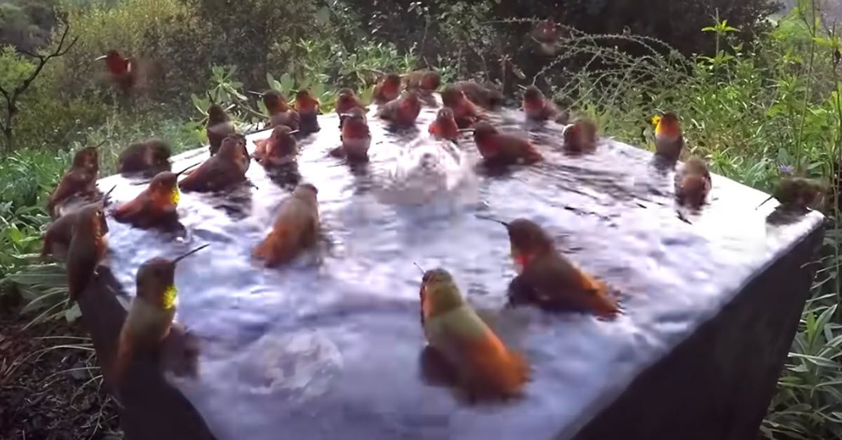 Hummingbirds Gather For An Adorable Yet Rare Pool Party ...