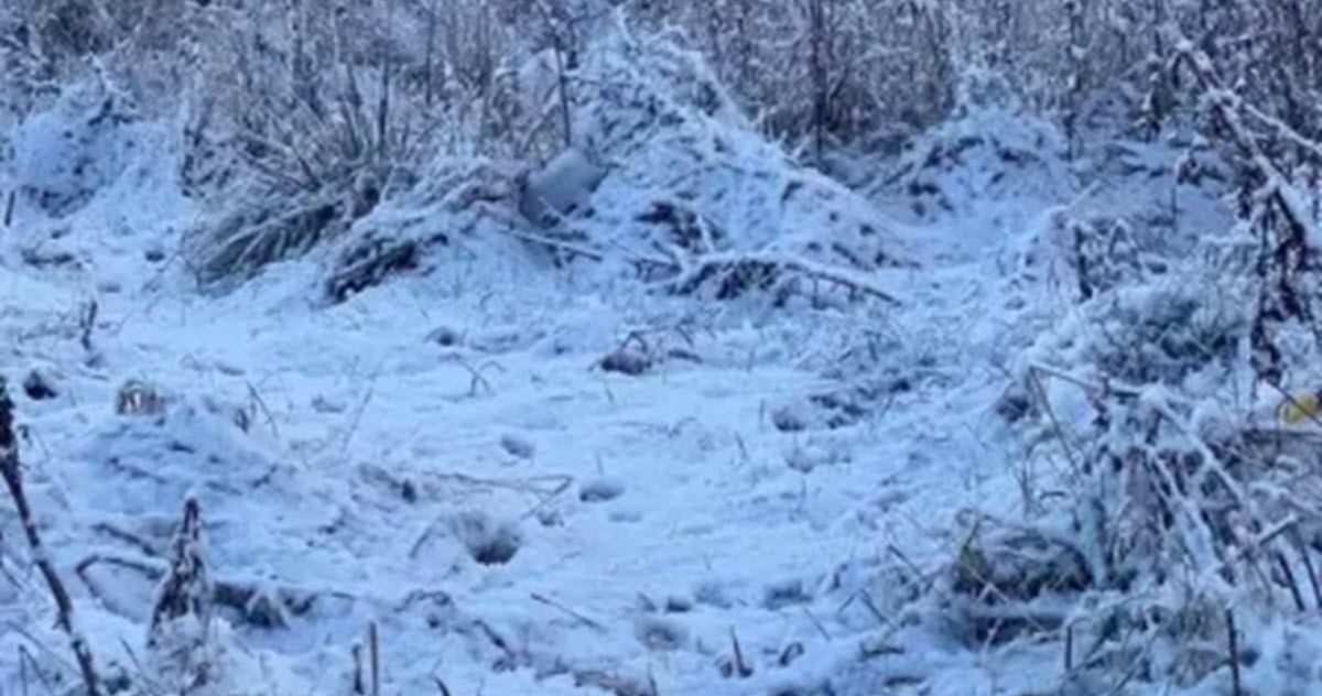 Can You Find the Dalmatians Hiding in the Snow in These Photos ...