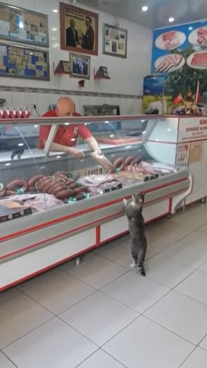 A Cat Looks Into The Deli Case But Nobody Expected The Clerk To Show ...