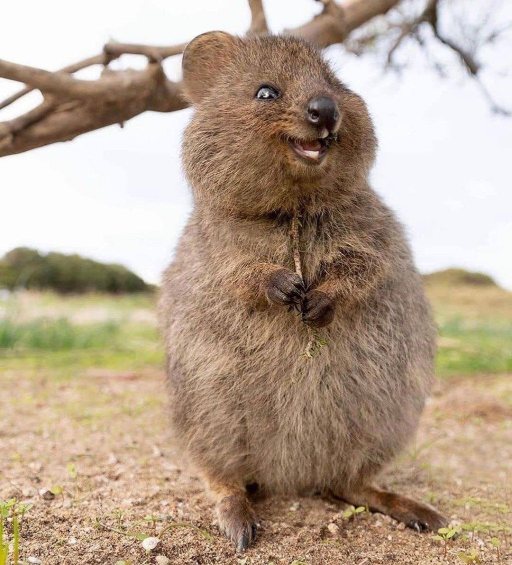 Get Ready To Be As Happy As A Quokka – InnerStrengthZone.com