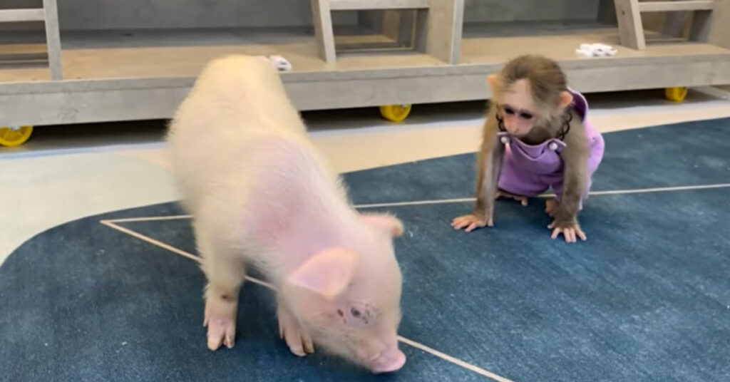 Baby Piglet Meets A Monkey And It’s Love At First Sight ...