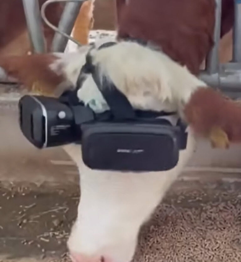 Farmer Provides VR Headsets To His Cows So They Give More Milk ...