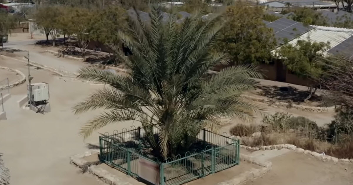 They Just Brought Back A 2 Thousand-Year-Old Extinct Tree From The Dead ...