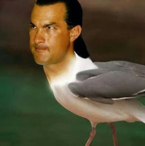 Tesco Seeking Help in Catching Steven ‘The Seagull’ — A Bird Suspected ...