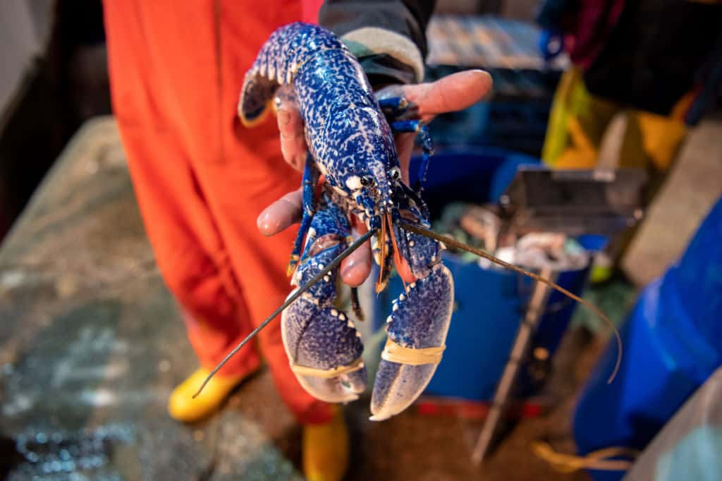 Man Releases An Extremely Rare Blue Lobster After The Catch Of A ...