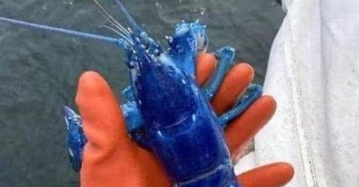 Man Releases An Extremely Rare Blue Lobster After The Catch Of A ...