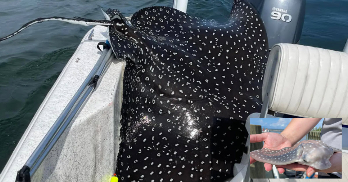 400-Pound Spotted Eagle Ray Jumps On Boat To Give Birth ...