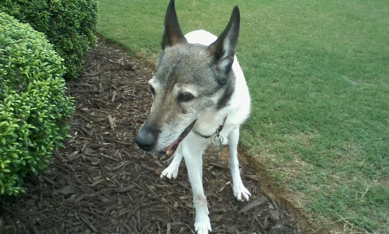 Benny the Dog: A Tribute to a Faithful Friend – InnerStrengthZone.com